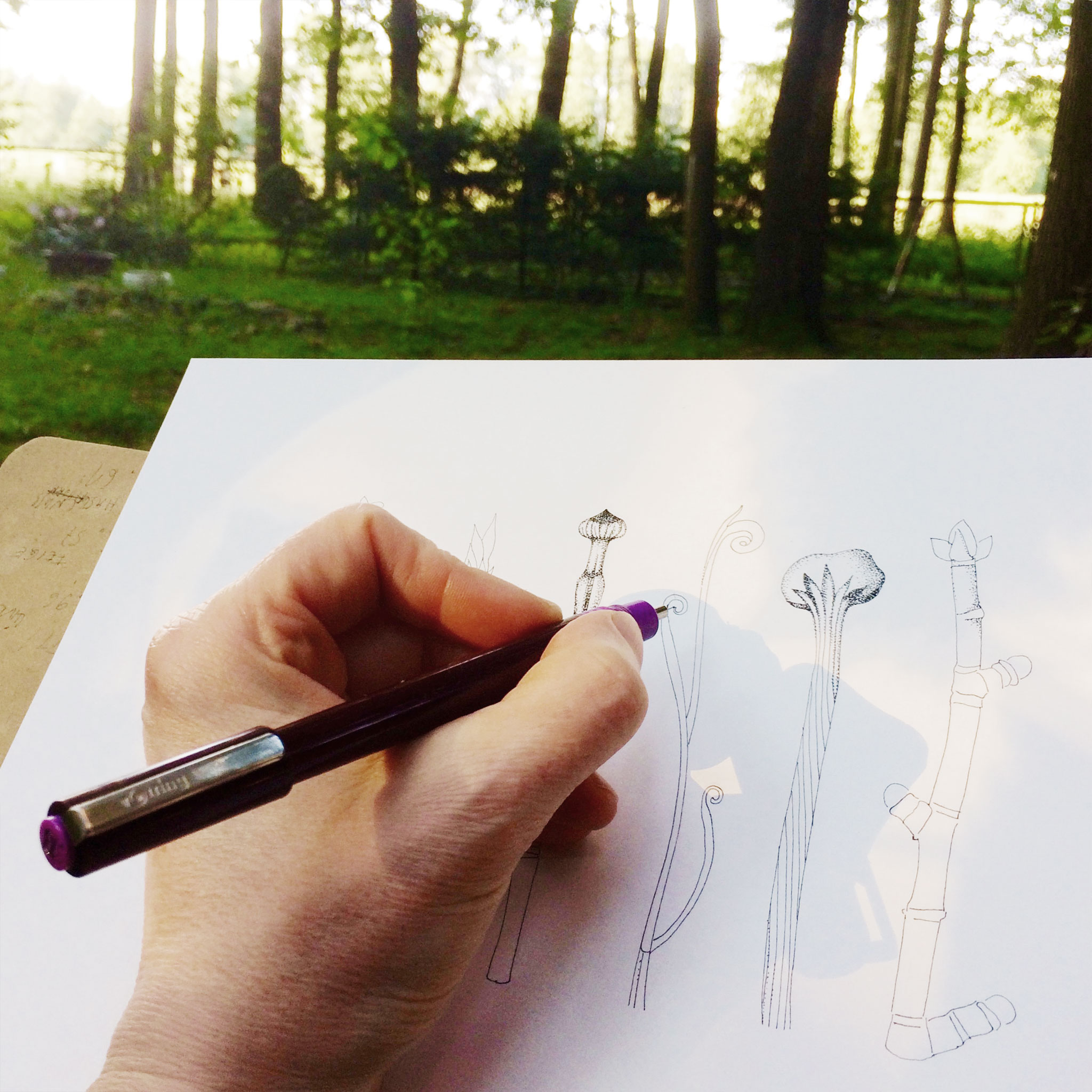 Pura Kauf | Zeichnen